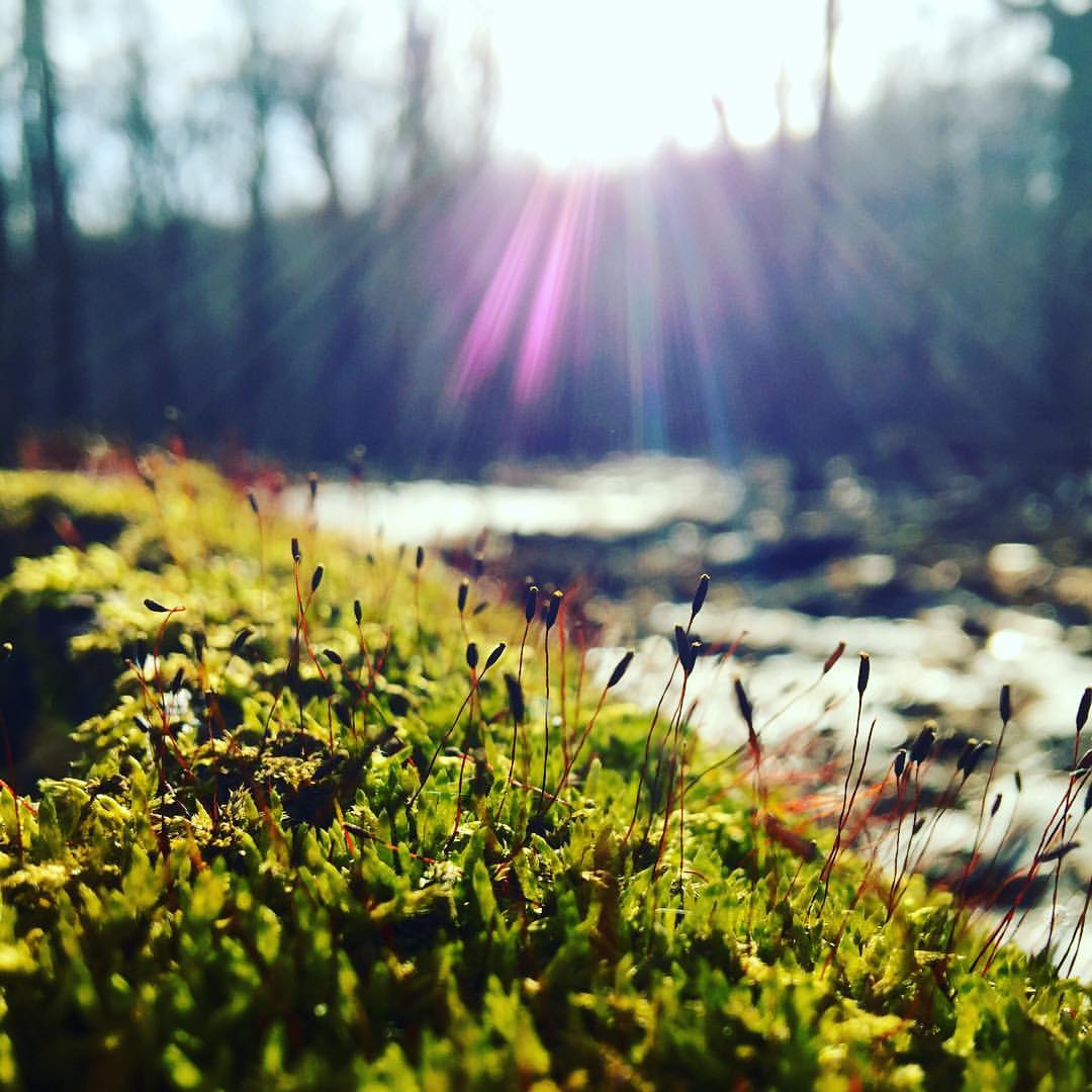 What To Expect On A Guided Forest Therapy Walk - Silvae Spiritus